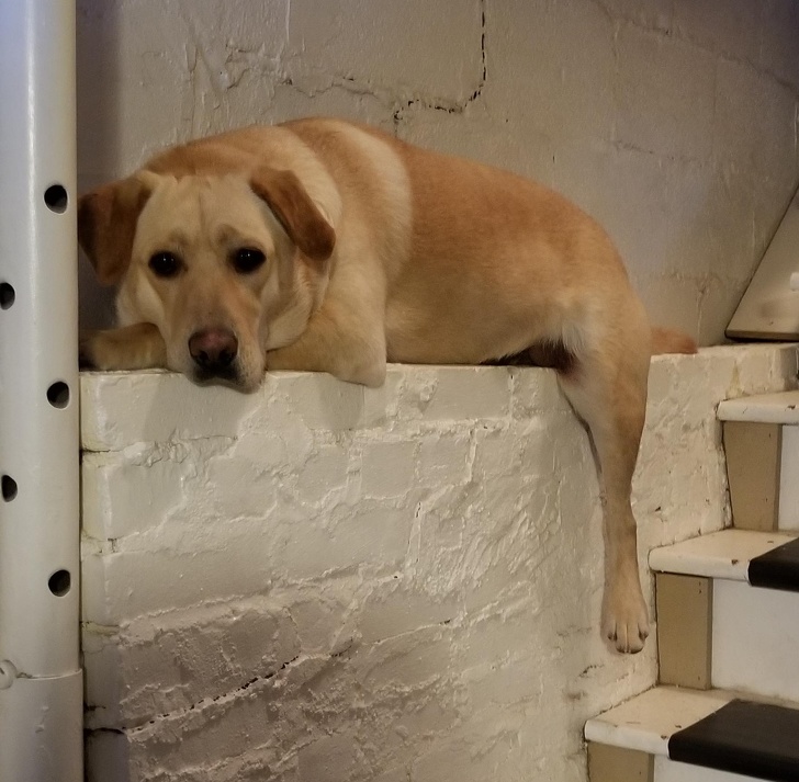 60 Of The Funniest Photos On The Internet