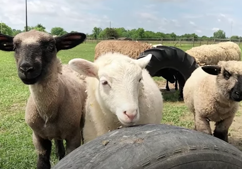 Woman rescues lamb so tiny it ‘scares’ her and with love his ...