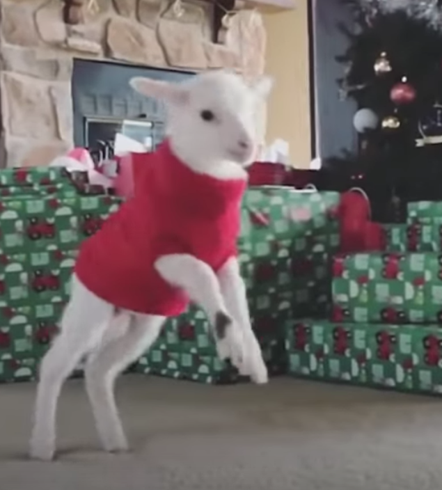 Woman rescues lamb so tiny it ‘scares’ her and with love his ...