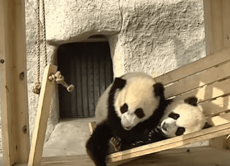 Four Adorable Panda Cubs Have Fun On Slide