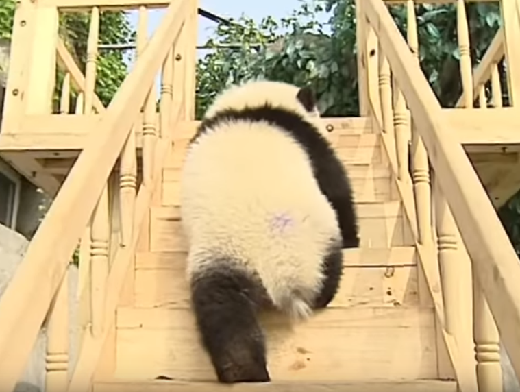 Four Adorable Panda Cubs Have Fun On Slide