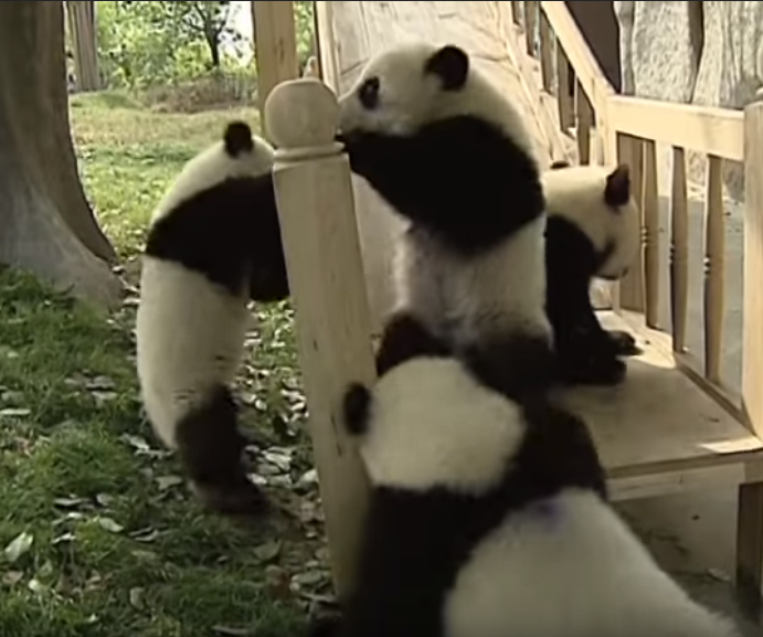 Four Adorable Panda Cubs Have Fun On Slide