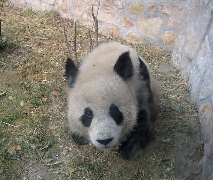 Cute Panda Keeps Zookeeper From Doing His Job