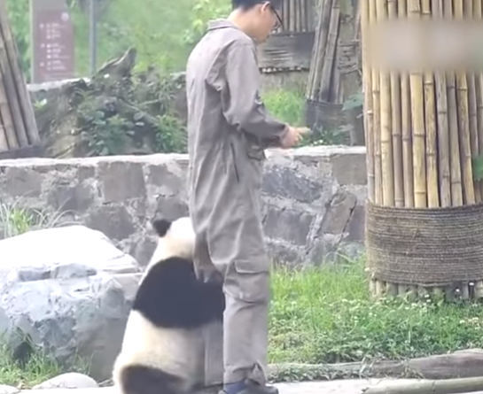 Cute Panda Keeps Zookeeper From Doing His Job