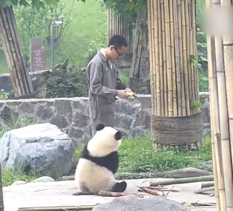 Cute Panda Keeps Zookeeper From Doing His Job
