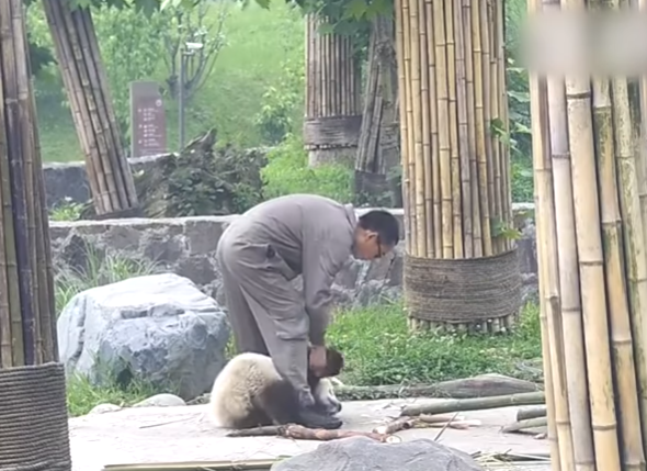 Cute Panda Keeps Zookeeper From Doing His Job