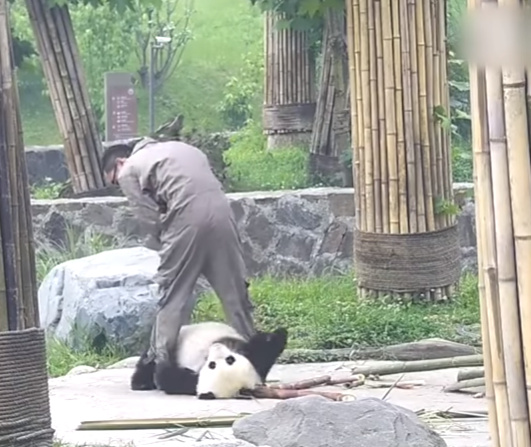 Cute Panda Keeps Zookeeper From Doing His Job