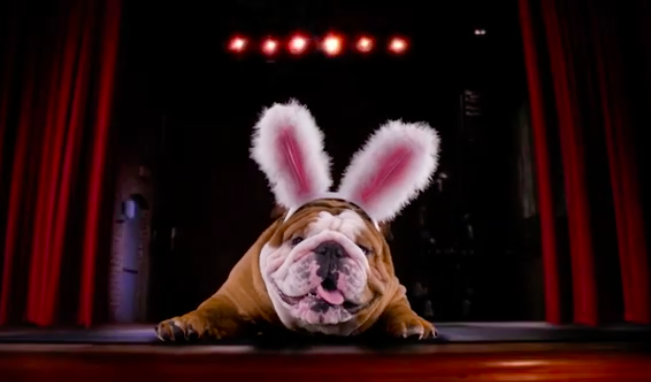 Ohio dog, ‘Lieutenant Dan,’ is in the race to be the next Cadbury bunny