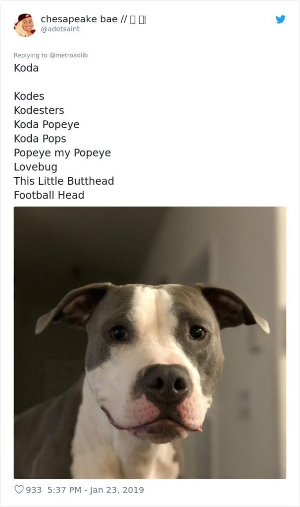 35 Pets hilariously renamed after their owners got to know them