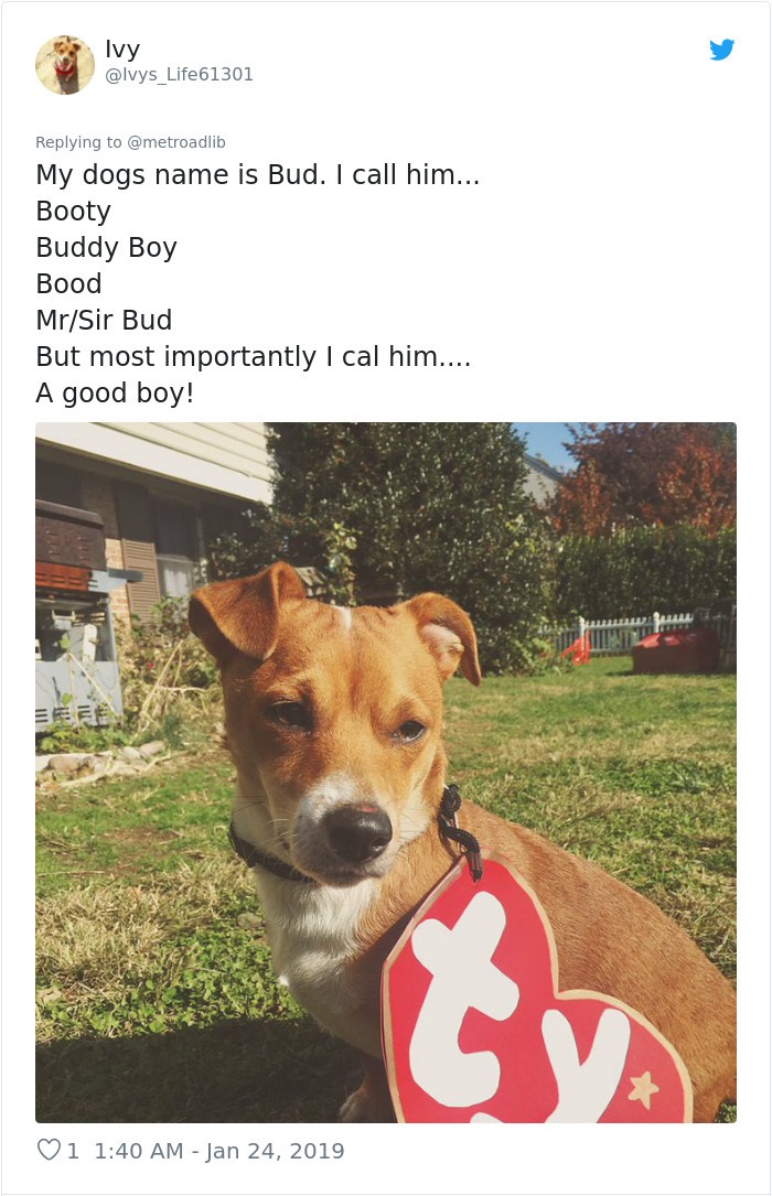 35 Pets hilariously renamed after their owners got to know them