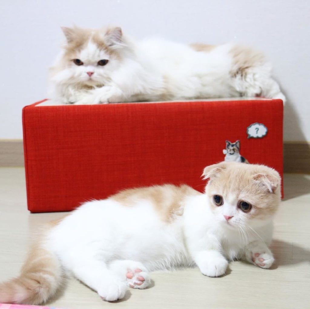 Baby Munchkin Kitten Is Unbearably Adorable