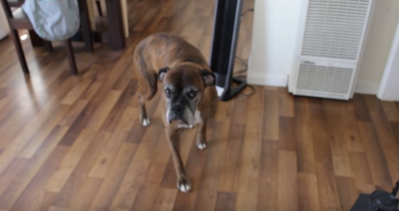 Naughty boxer does guilty walk of shame to scene of the crime