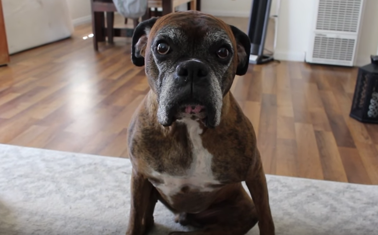Naughty boxer does guilty walk of shame to scene of the crime