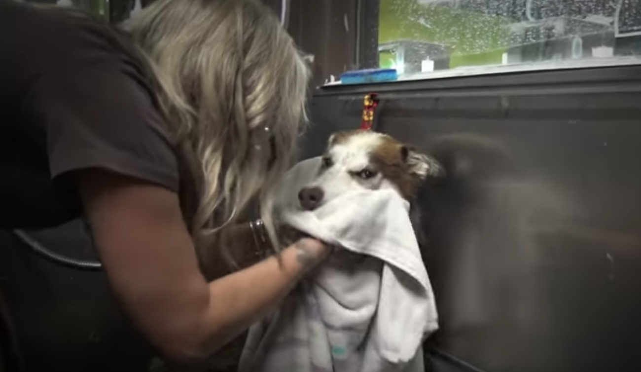 Dog who just wanted to be invisible discovers humans can be kind