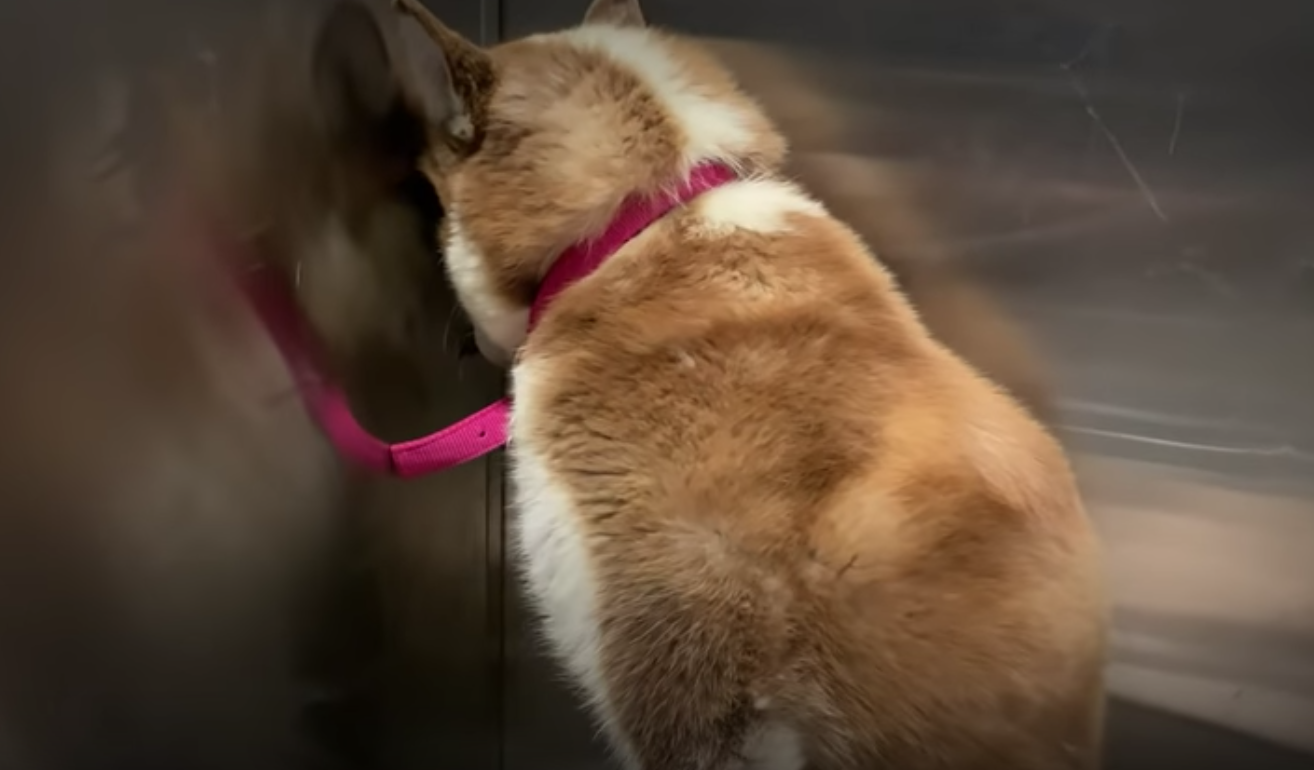 Dog who just wanted to be invisible discovers humans can be kind