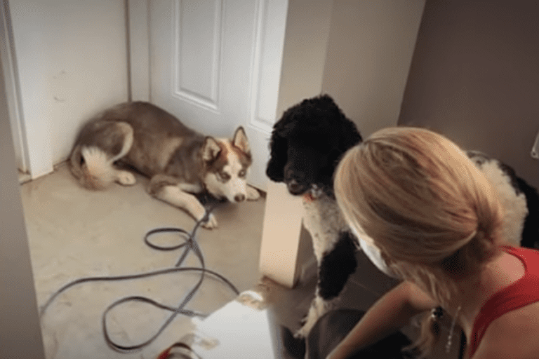 Dog who just wanted to be invisible discovers humans can be kind