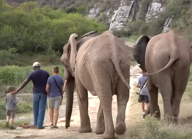 Little Boy Plays Fun Kickball Game With Elephant