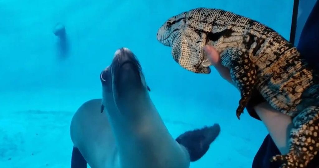 Adorable zoo animals meet each other for the first time