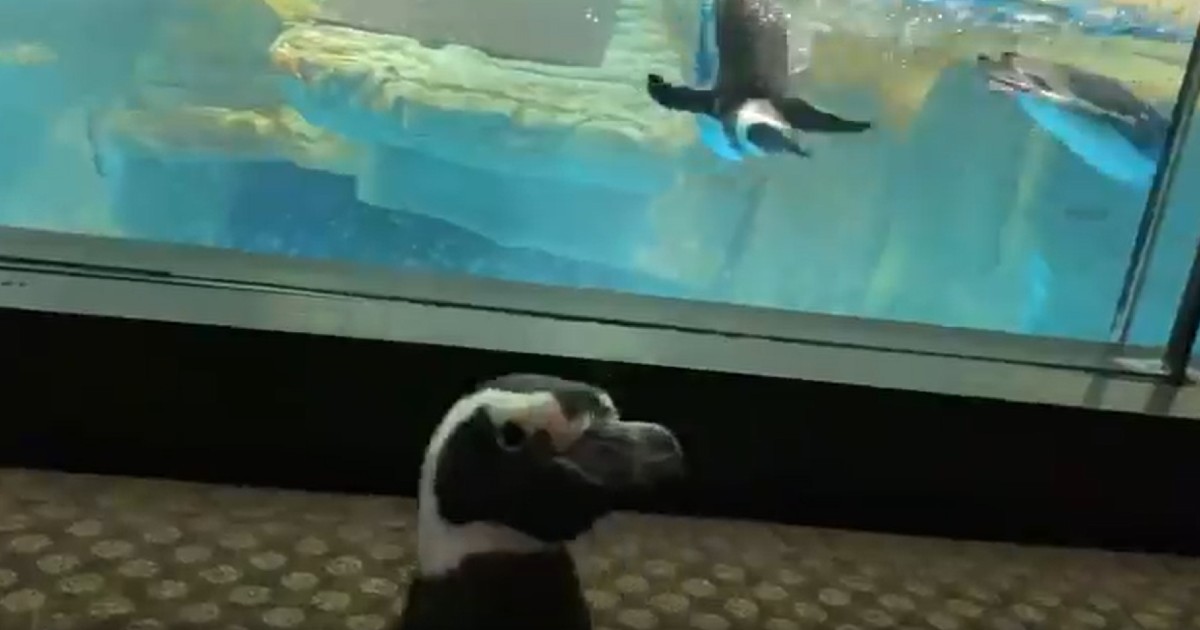 Adorable zoo animals meet each other for the first time