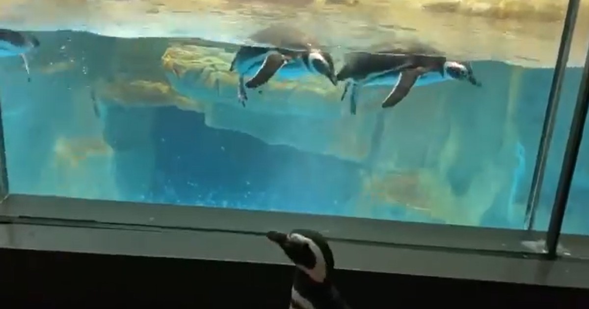 Adorable zoo animals meet each other for the first time