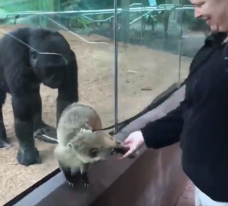 Adorable zoo animals meet each other for the first time