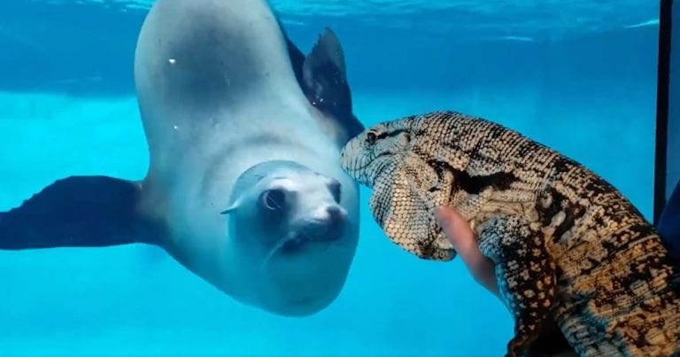 Adorable zoo animals meet each other for the first time