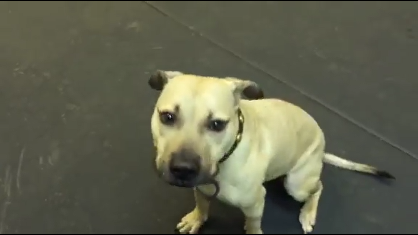 Pit Bull Saved From Dog Fighting Ring Is Given His First Treat And His ...