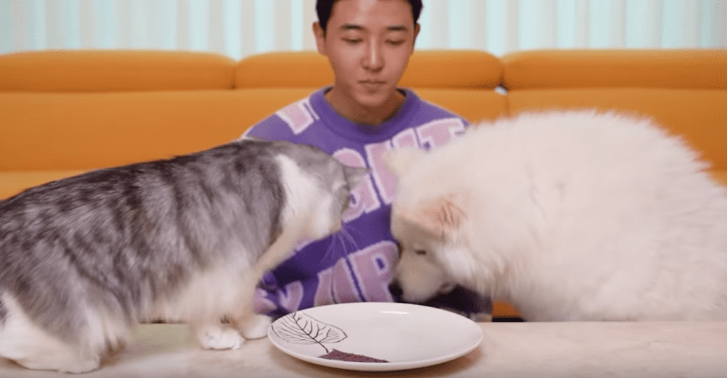 Guy ‘eats’ invisible food and his pets refuse to tell him the truth