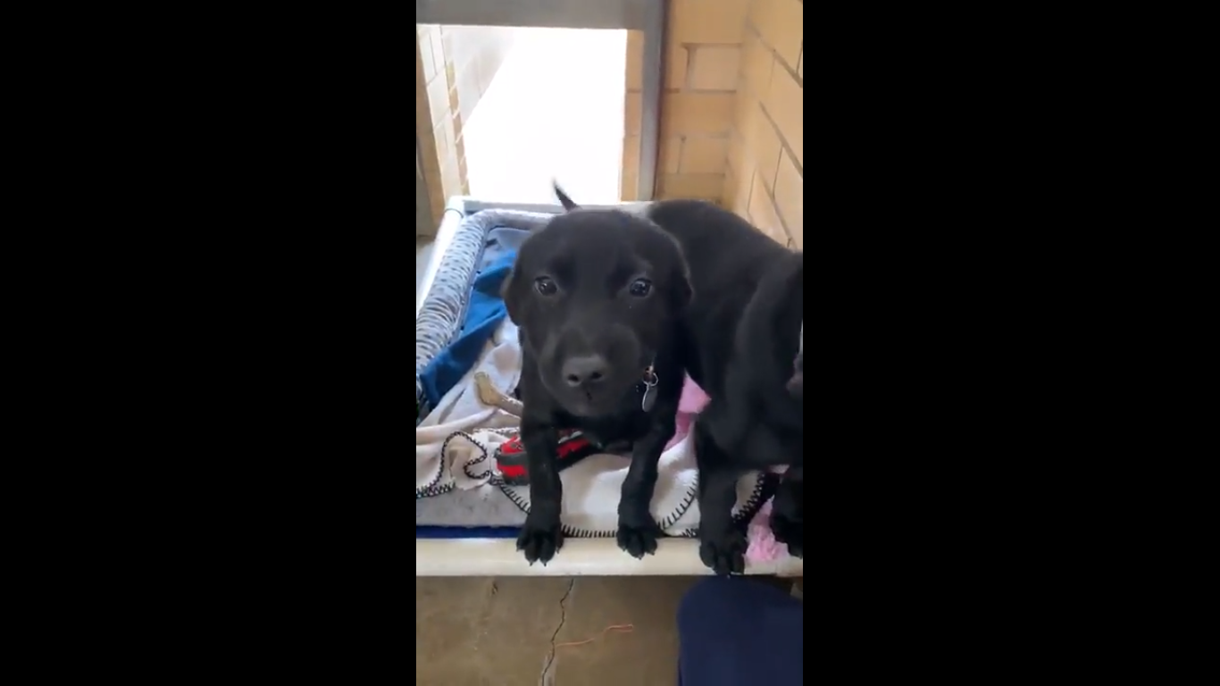 Rescue Dog’s Adorable Tactic For Getting Adopted Will Fill Your Heart ...