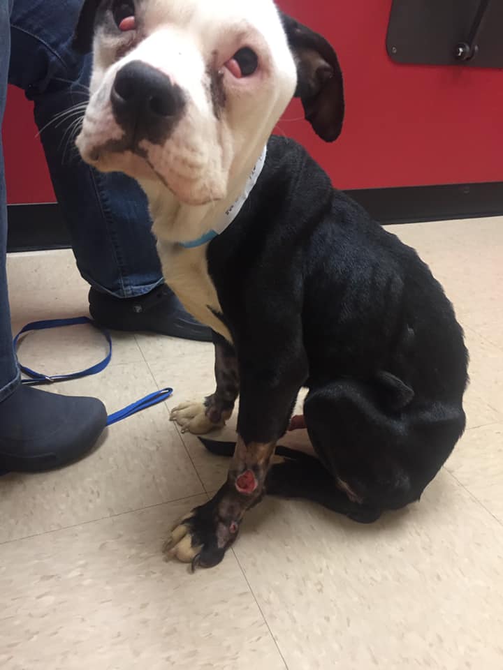 Desperate wounded stray dog walks into woman’s home for help