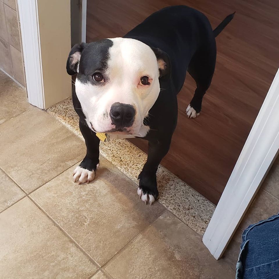 Desperate wounded stray dog walks into woman’s home for help