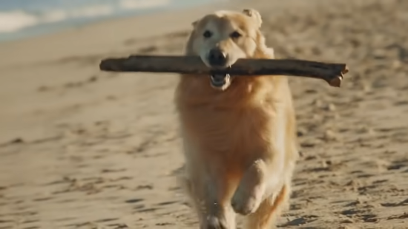 CEO Buys $6 Million Superbowl Ad To Thank Vets That Saved Dog’s Life