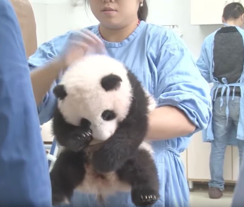 Panda Nannies Show They Might Have World’s Sweetest Job