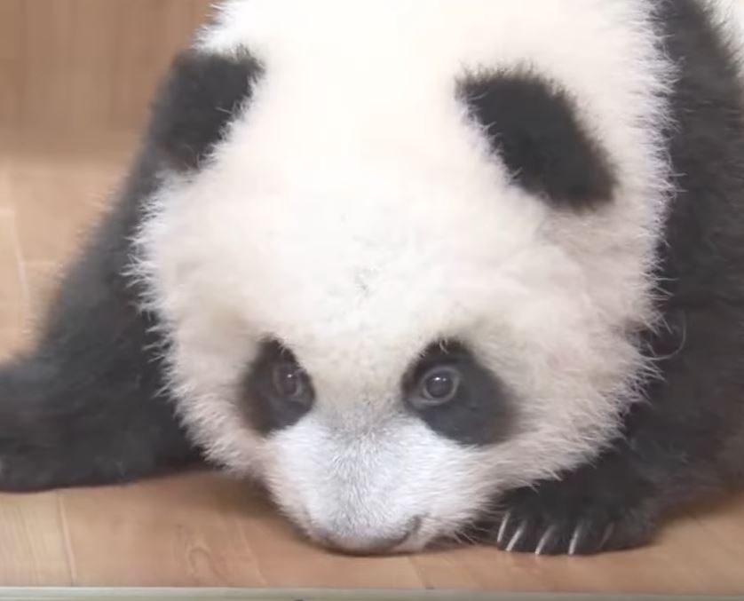 Panda Nannies Show They Might Have World’s Sweetest Job