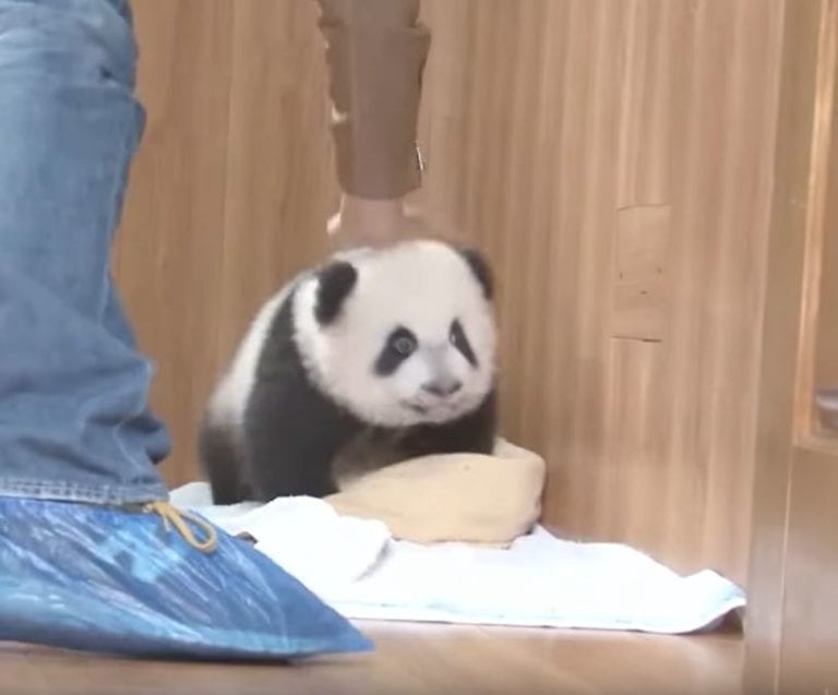 Panda Nannies Show They Might Have World’s Sweetest Job