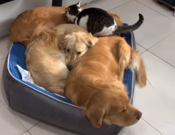 Cat Wins “Snuggle Award” With Three Golden Retrievers