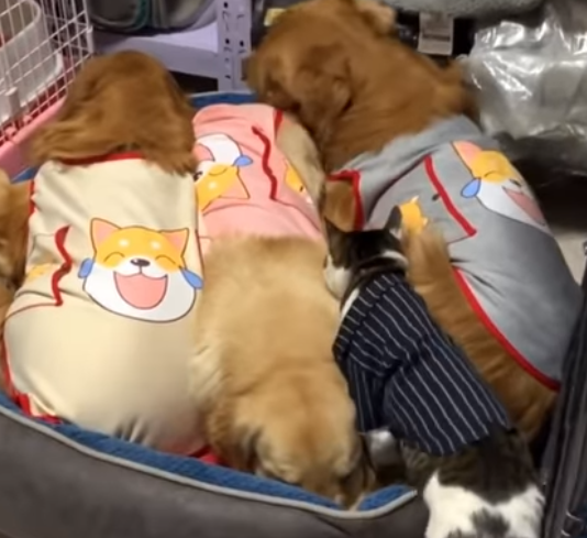 Cat Wins “Snuggle Award” With Three Golden Retrievers