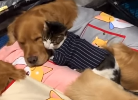 Cat Wins “Snuggle Award” With Three Golden Retrievers