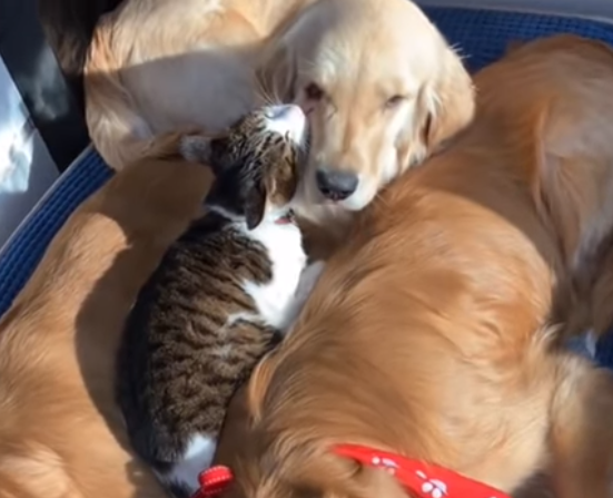 Cat Wins “Snuggle Award” With Three Golden Retrievers