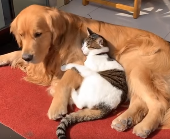 Cat Wins “Snuggle Award” With Three Golden Retrievers