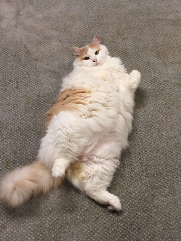 30+ Extra Fluffy And Adorable Cats