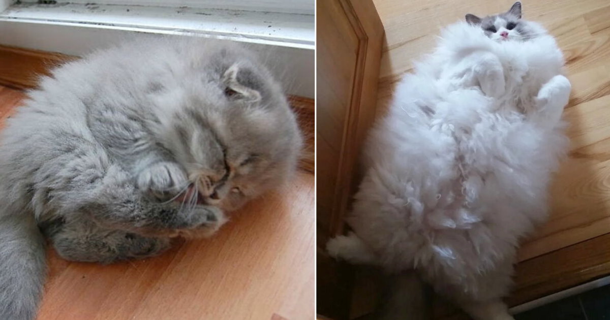 30+ Extra Fluffy And Adorable Cats