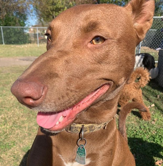 Rescued Shelter Dog Flashes Adorable Smile