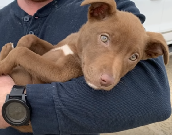 Rescued Shelter Dog Flashes Adorable Smile