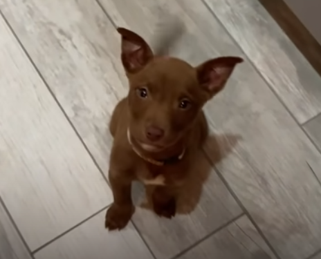 Rescued Shelter Dog Flashes Adorable Smile