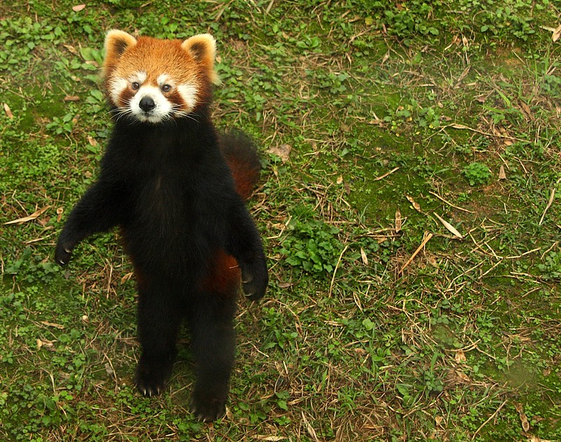 35 Bashful Animals Who Look Like They’re Ready For A Hug