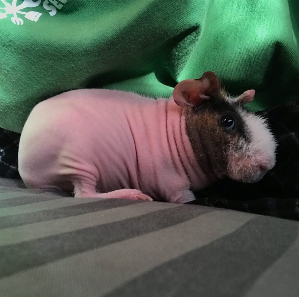 35 Bashful Animals Who Look Like They’re Ready For A Hug