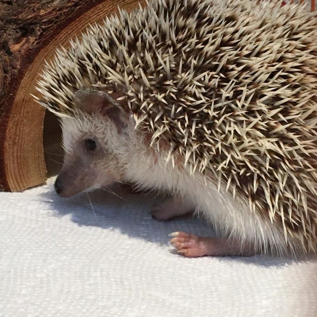 35 Bashful Animals Who Look Like They’re Ready For A Hug