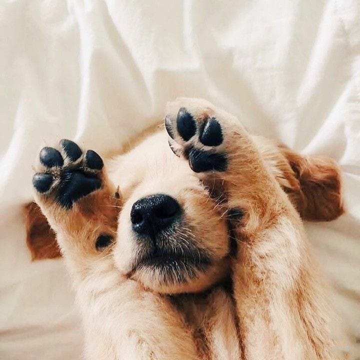 35 Bashful Animals Who Look Like They’re Ready For A Hug