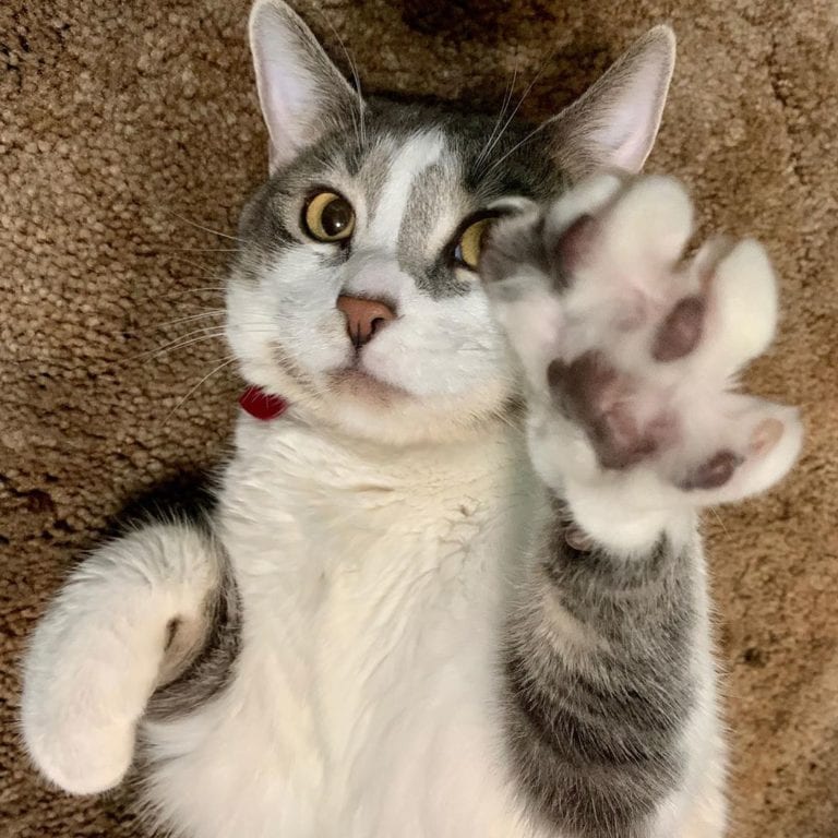 35 Bashful Animals Who Look Like They’re Ready For A Hug